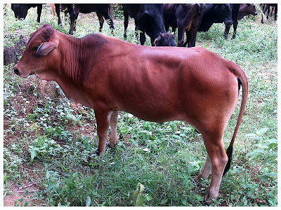 wehadjoy: Anak Lembu III