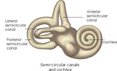 MEDICAL IMAGES: Semicircular canals