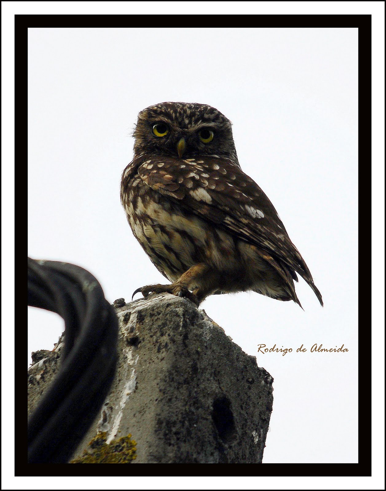 VisuNatura: Mocho-galego