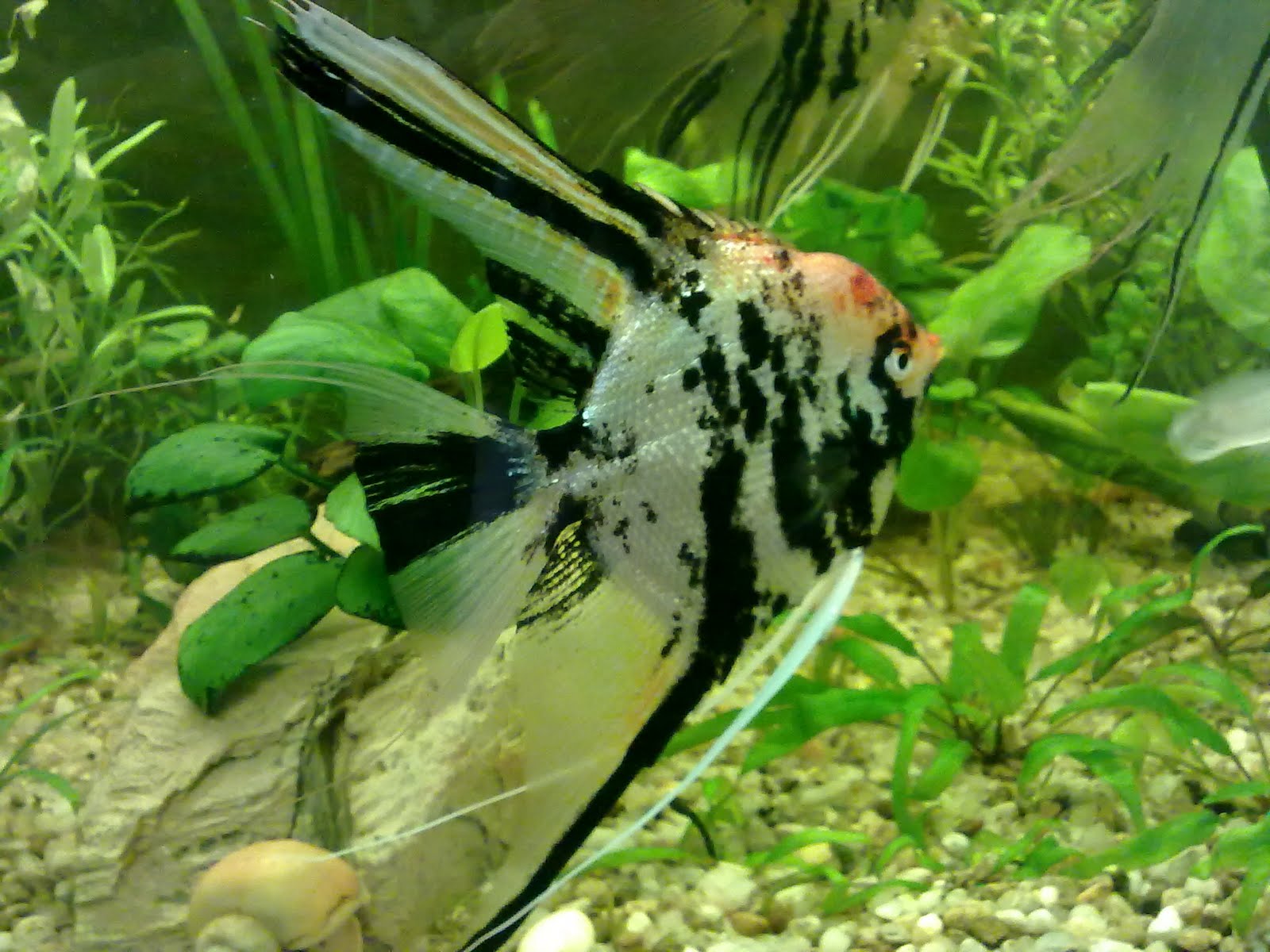 Acvaristica, pesti, plante: Poze, pesti, nevertebrate, plante