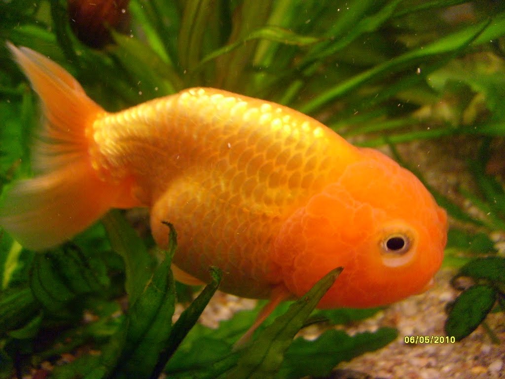 Acvaristica, pesti, plante: Poze, pesti, nevertebrate, plante