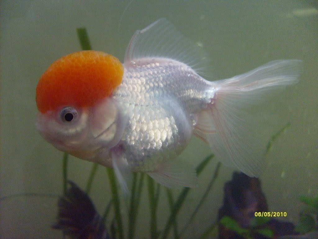 Acvaristica, pesti, plante: Poze, pesti, nevertebrate, plante