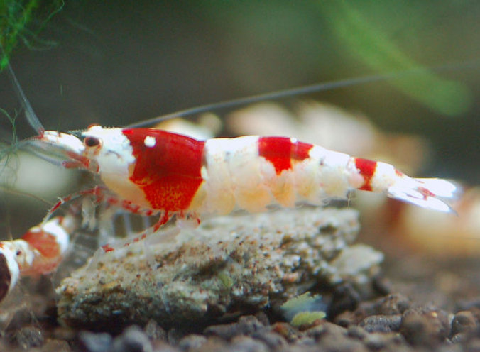 Acvaristica, pesti, plante: Creveti