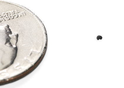 The Life of the Lauers: 4 Weeks