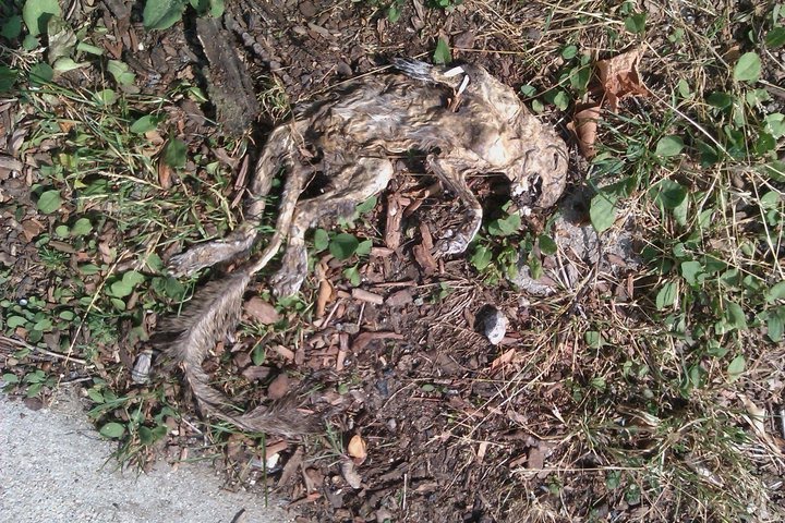 Found this in my basement today. It appears to have been an animal at ...