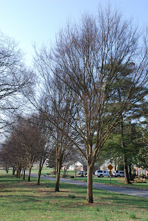 ‘Bosque’ Lacebark Elm – a Better Choice | What Grows There :: Hugh ...