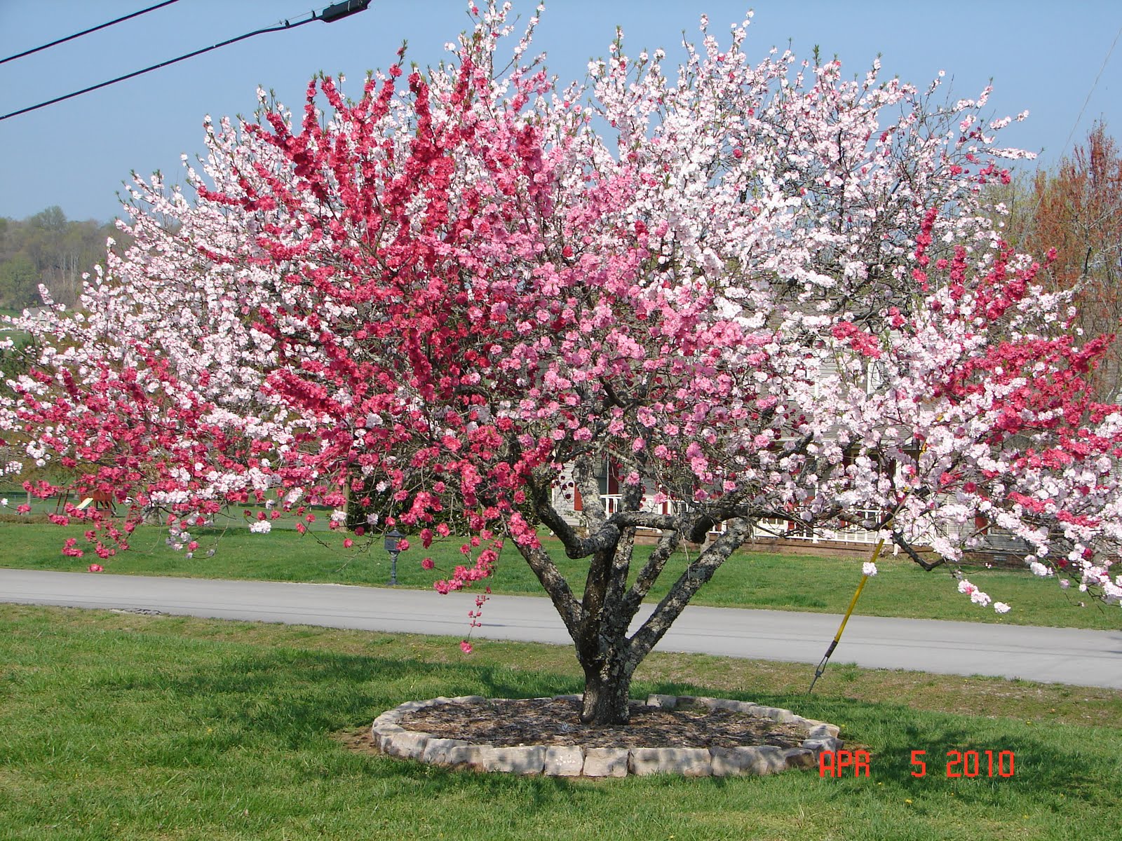 Awesome Ornamental Peach | What Grows There :: Hugh Conlon ...