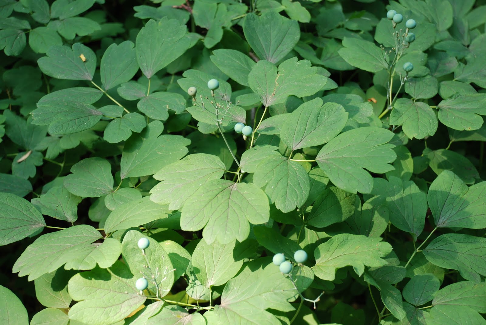 What grows there?: 'Misty Blue' White Baneberry is Doll's Eye