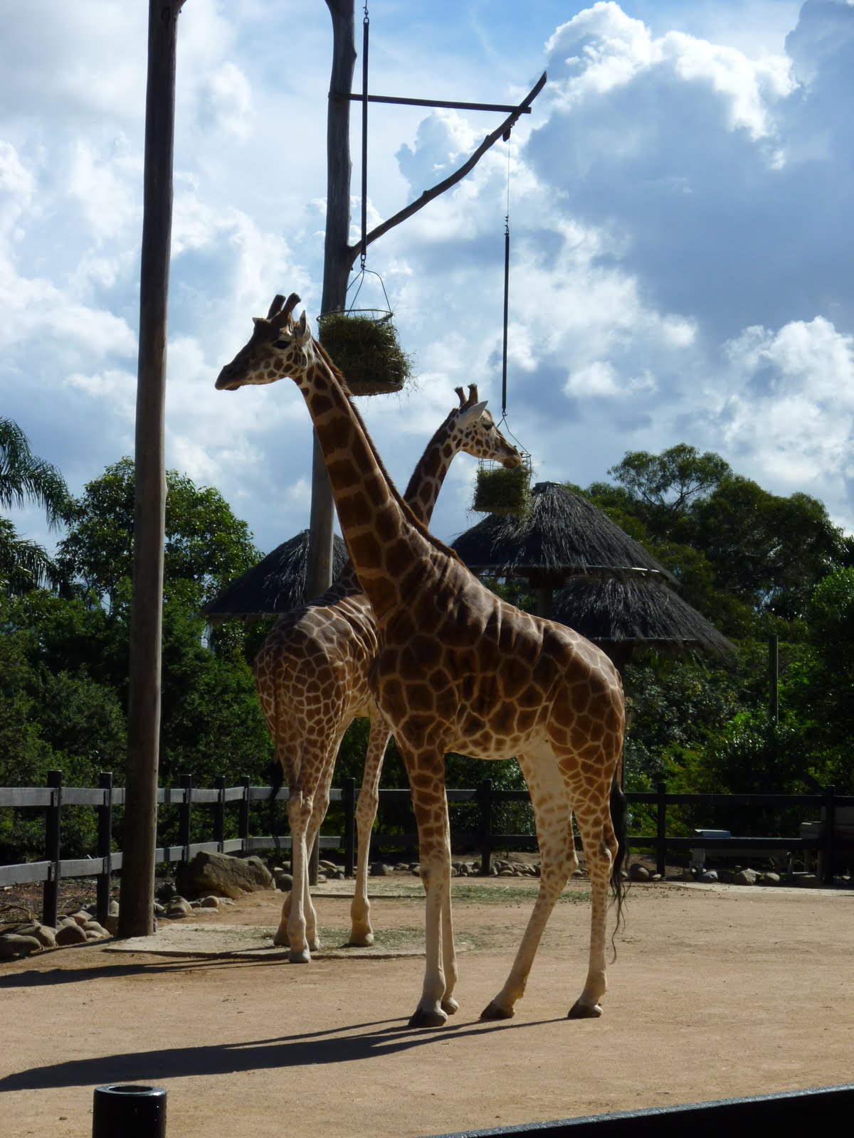 B Adventurous: Taronga Zoo & Katoomba