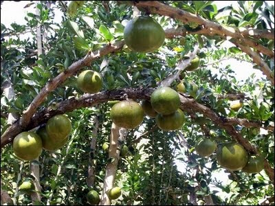 Fast forward ten thousand years.. and the mixture of African, Spanish ...