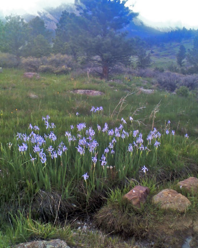 Cindy Drozda - The Fine Art of Woodturning: Wild Iris on the Mesa Trail ...
