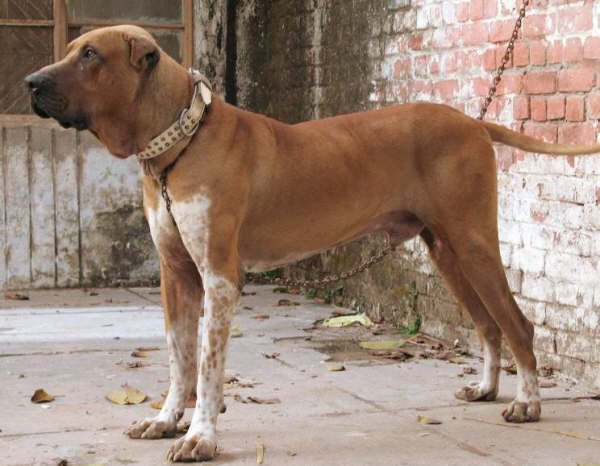 Only guard and fighting dogs pics: introduction to bully kutaBully Kutta