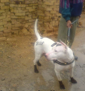 Only guard and fighting dogs pics: Some Pakistani breed of Bully ...