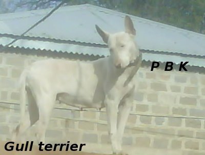 Only guard and fighting dogs pics: Some Pakistani breed of Bully ...