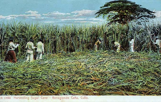 La caña de azucar: Principales Zonas Azucareras en el Peru