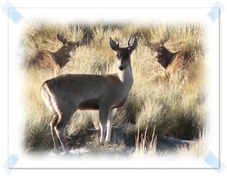 Preservando la Fauna de Mi Querido Perú: Taruca ...