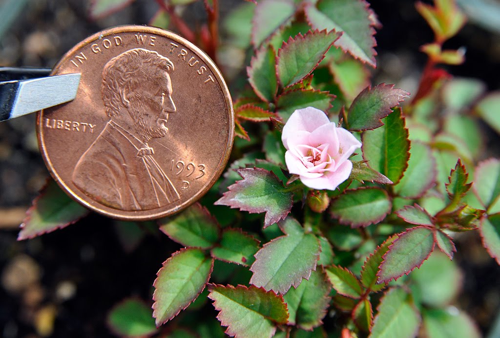 Paul Barden Roses: Followup on post from three days ago.