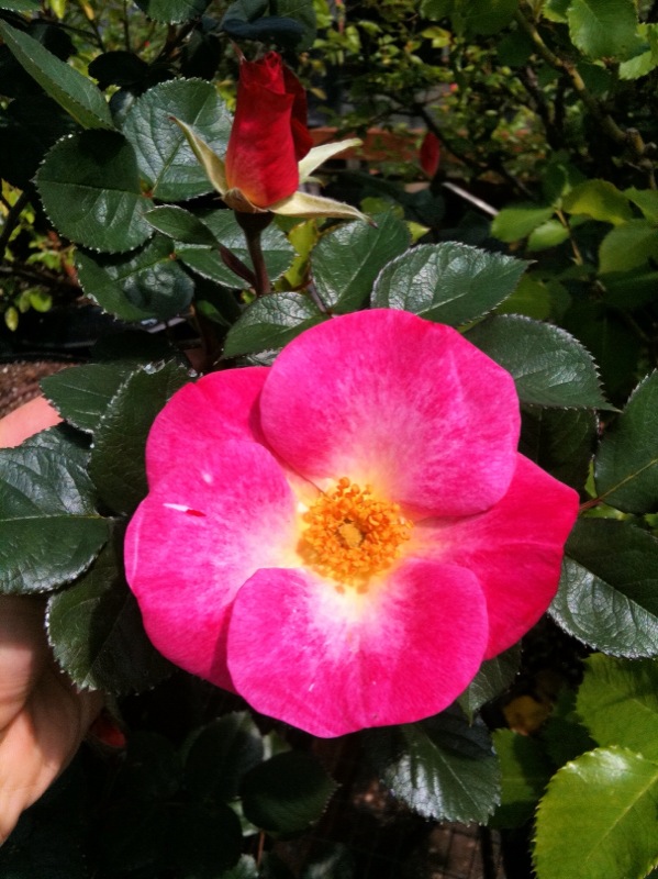 Paul Barden Roses: April 2010