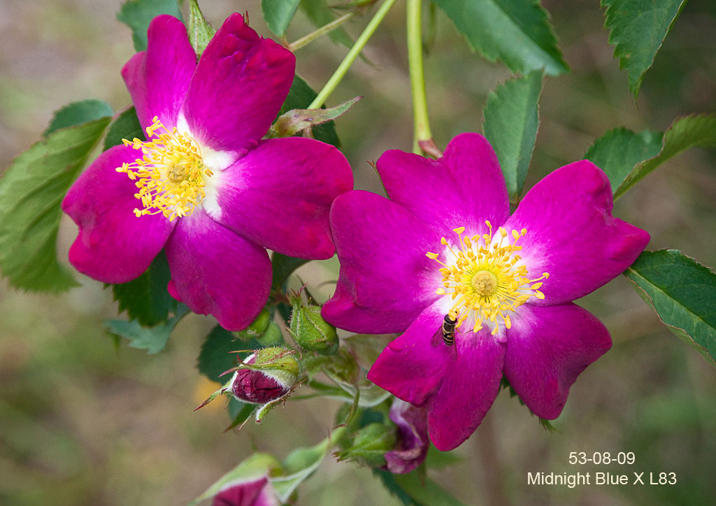 Paul Barden Roses: 53-08-09 revisited.