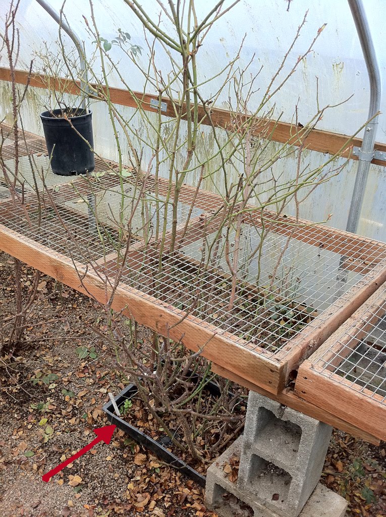 Paul Barden Roses: "Horizontal trellising"