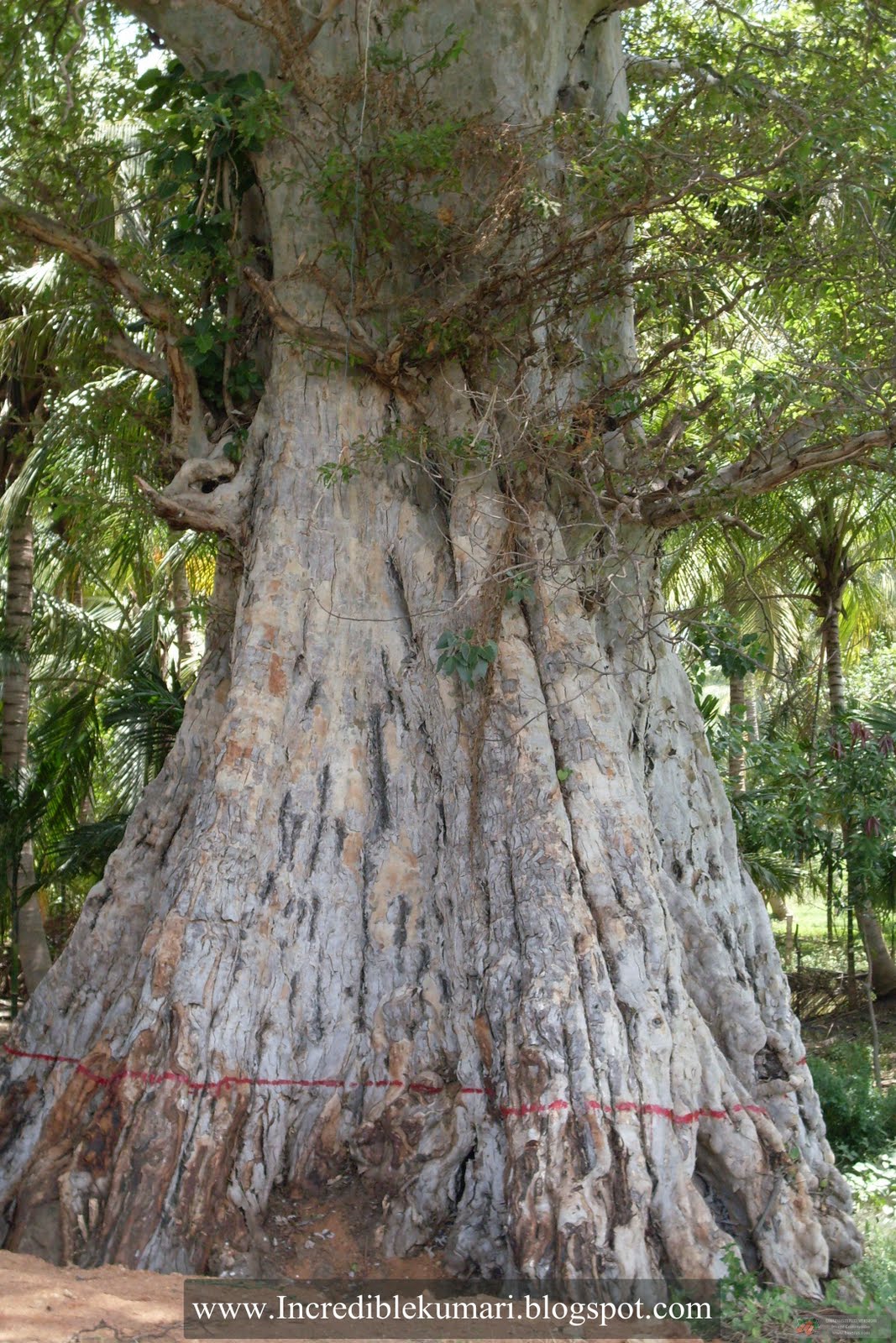 Exploring Kanyakumari: Heritage Tree - Neer Maruthu (Tholkappiar)