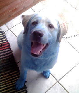 Talita de Lemos: Eu beijei um cachorro azul