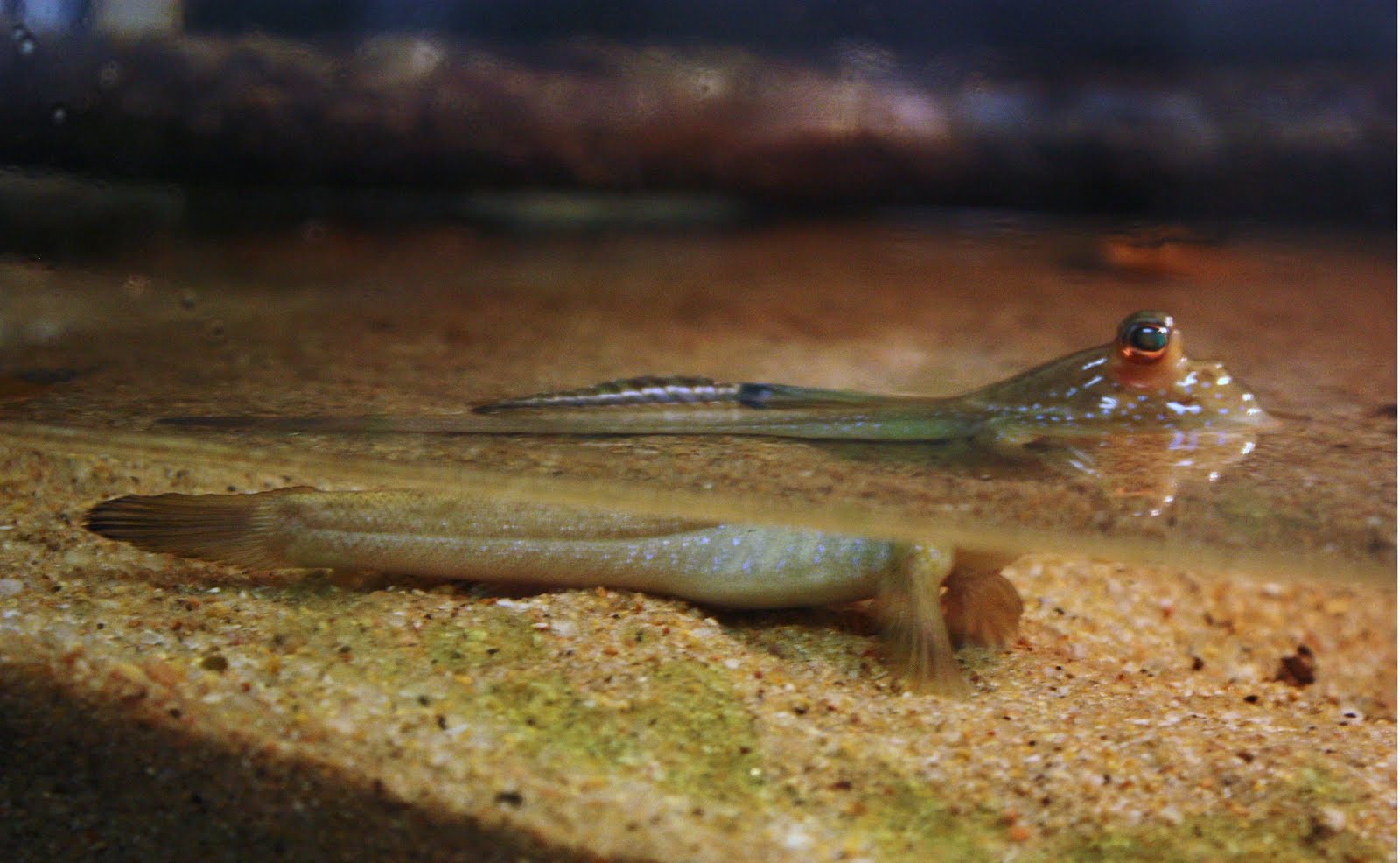Mudskipper Tank Mates