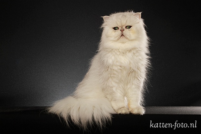 Katten-Foto: Perzisch Langhaar