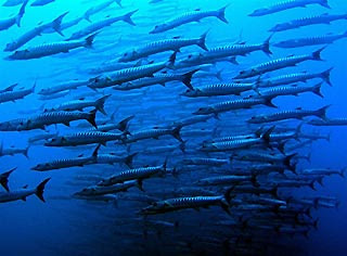 Copious Amounts of Things