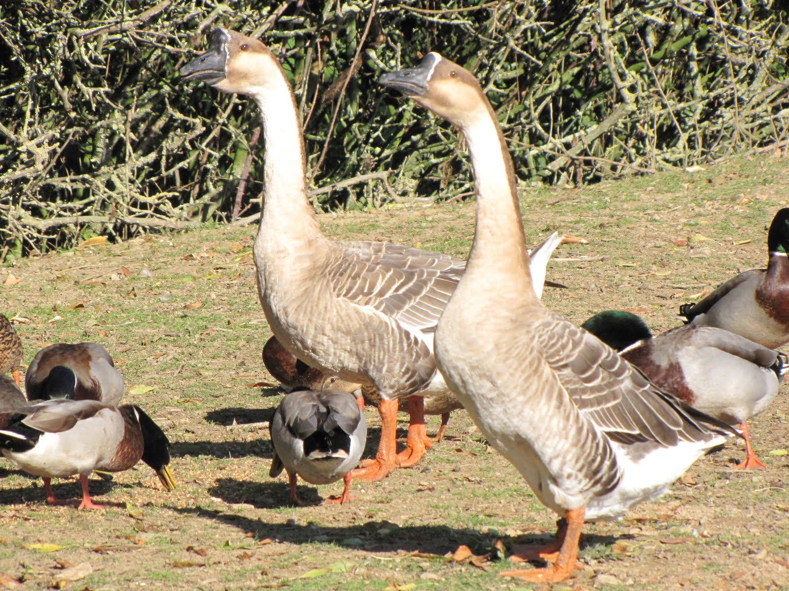 " Au pays de Bouddha ": Un petit tour de basse-cour