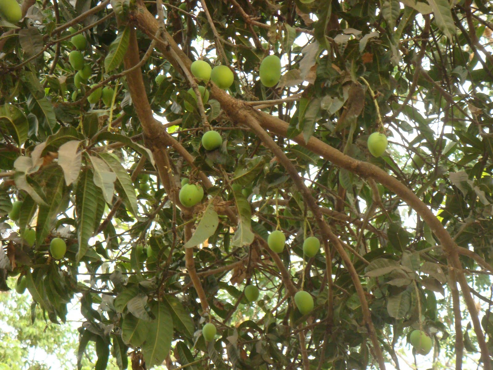 krishnokolee's kitchen: AAM anandAAM