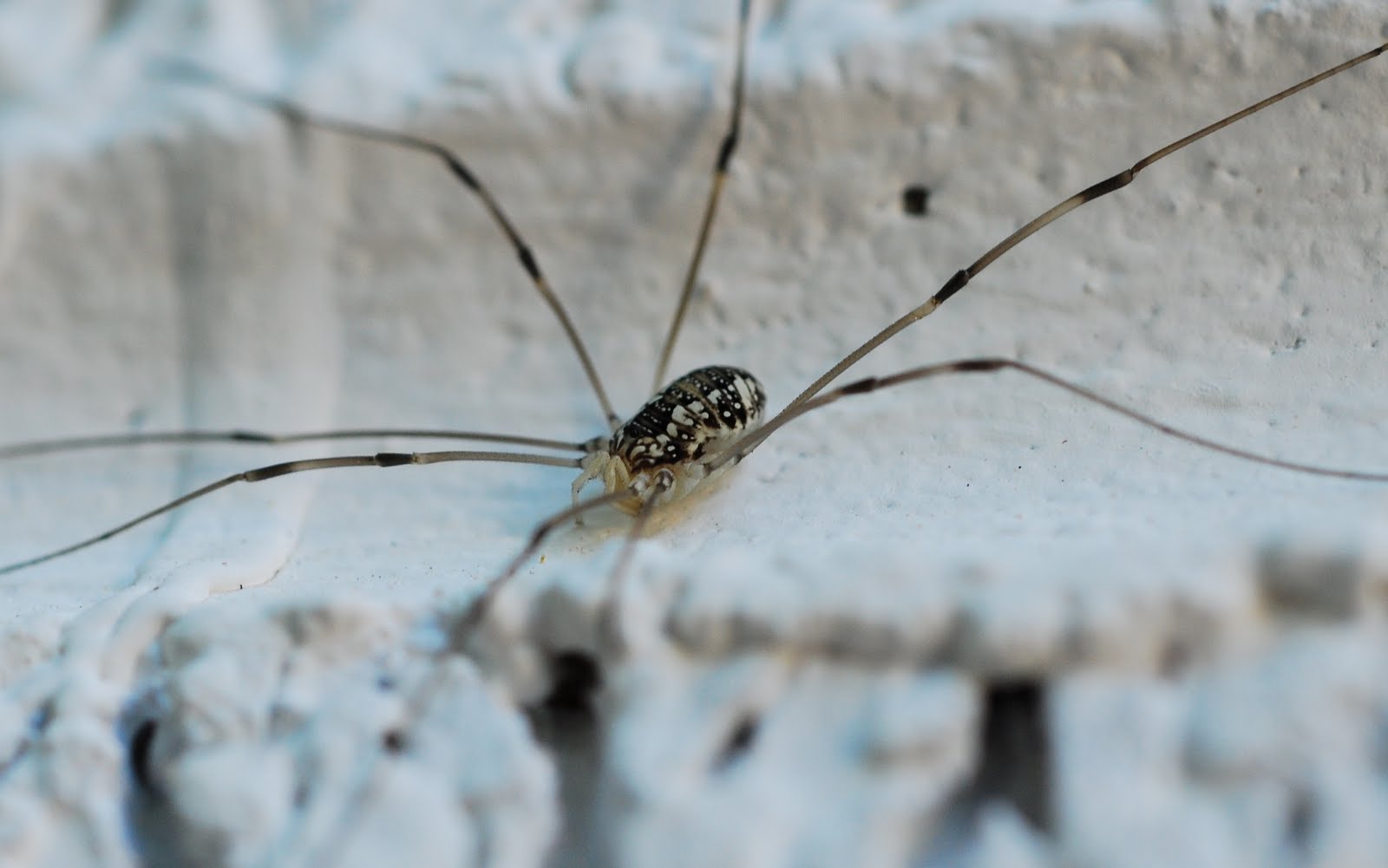 Bosque despierto: Opiliones
