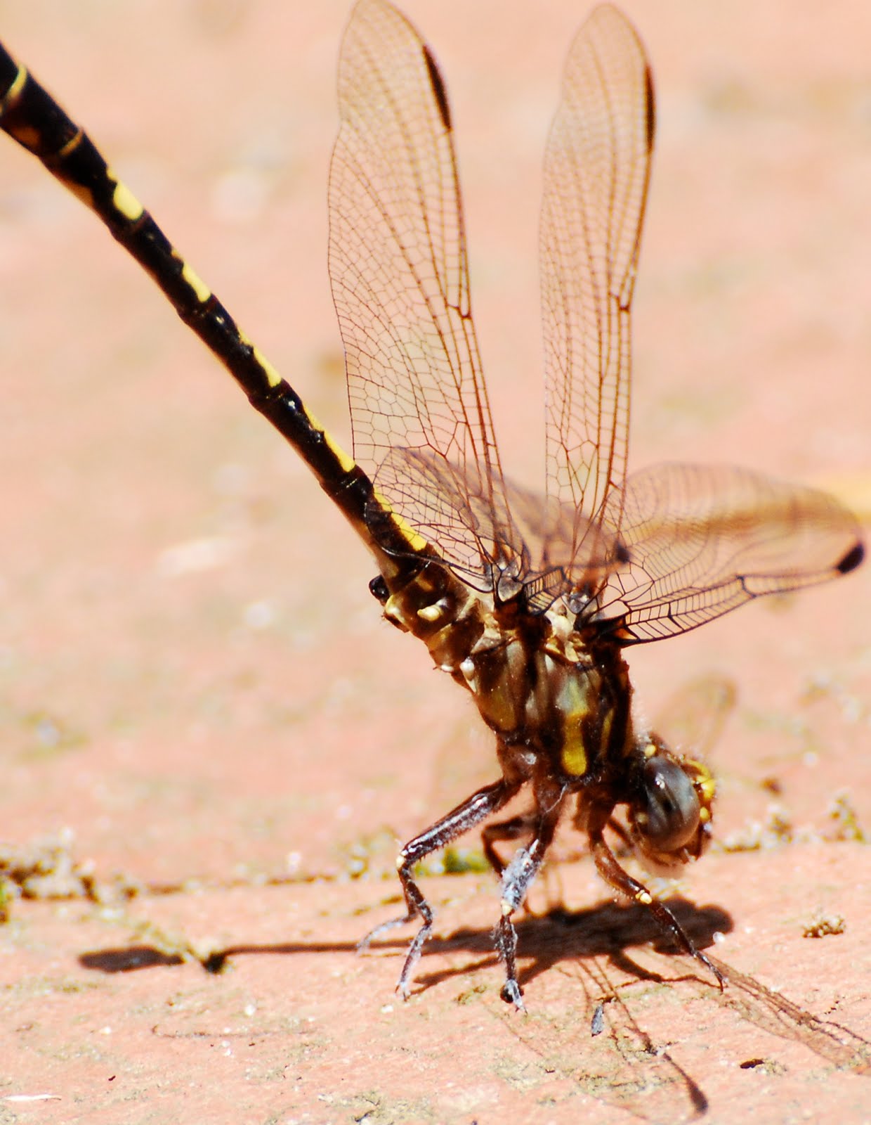 Bosque despierto: Dragón de la arena