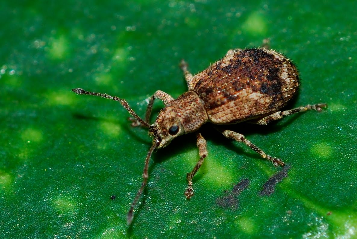 Bosque despierto: Gorgojo de las Rosáceas
