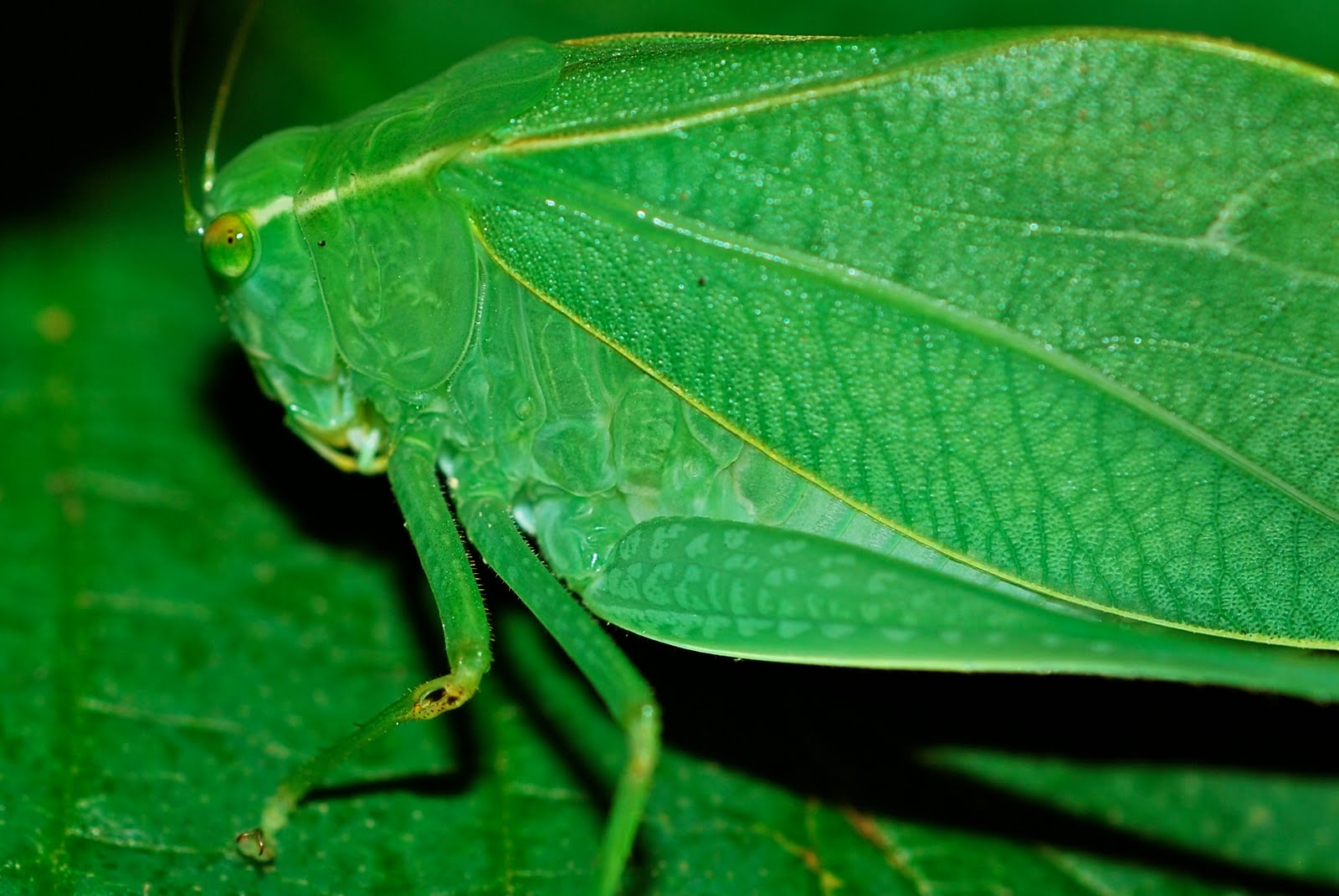 Bosque despierto: Grillo del este de EEUU