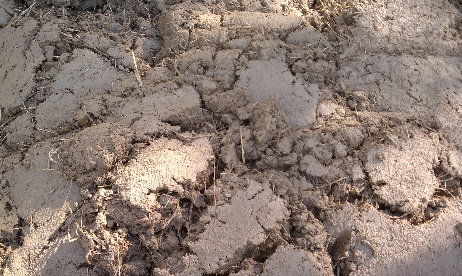 COB & ON: Cobbing the shed