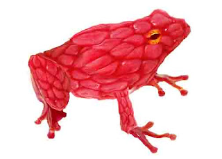 ArtEd252: RASPBERRY FROG
