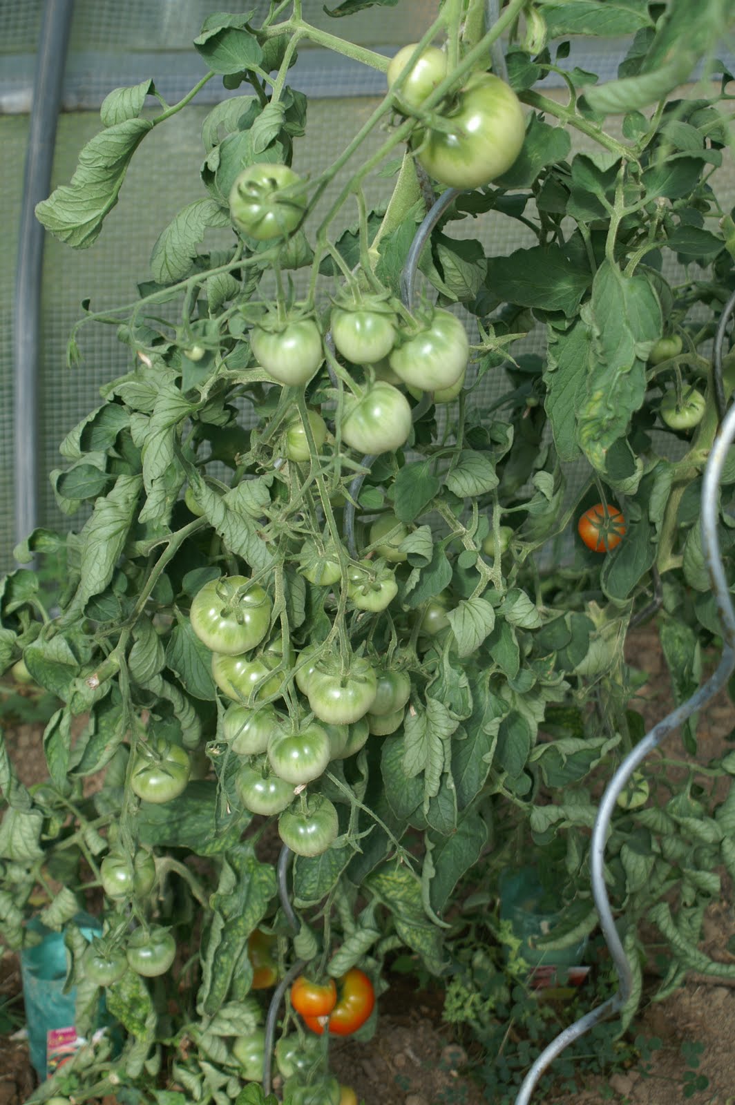 beste'nin naneleri: cam fistikli pestolu yesil, kirmizi domates ...