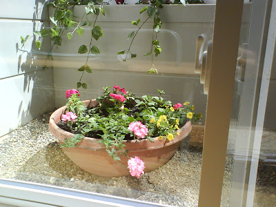 .: Window Well Plantings