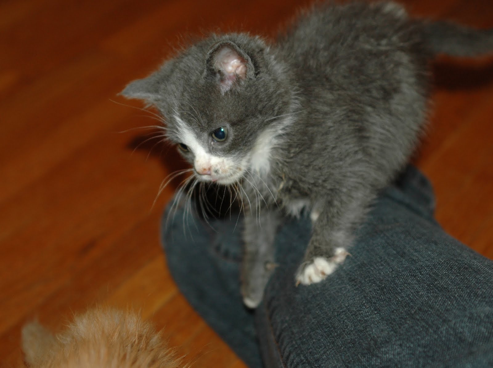 Elephants Upstairs: poop storm