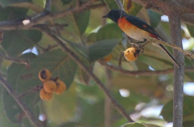 Earth Sublime: Mysore Fig - fruiting tree that attract many birds