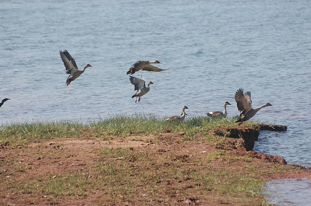 Earth Sublime: Mysore Fig - fruiting tree that attract many birds