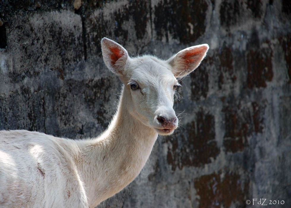 View thru My Global Lens: White Deer