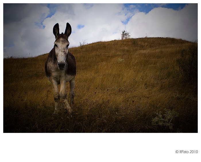 FARTUCOS DE MIRAR SIN VER: borrico