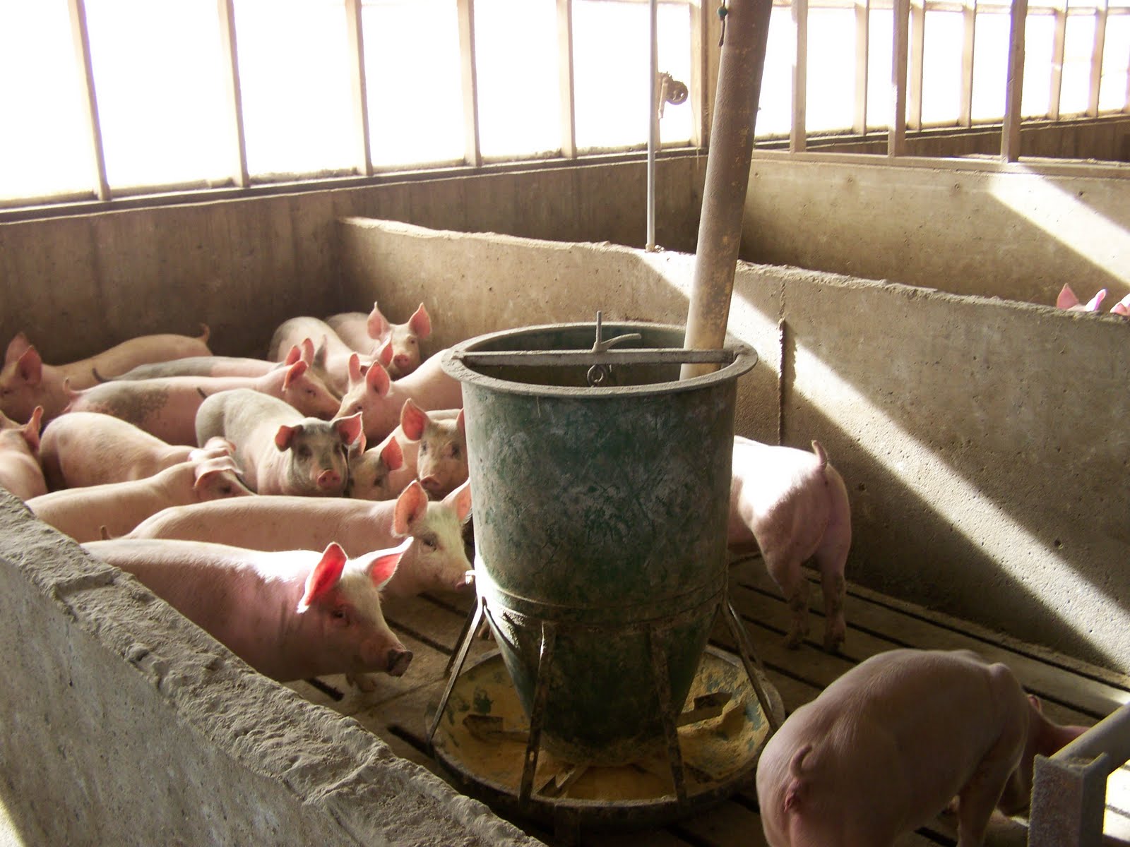 3 kids and lots of pigs: welcome to my pig pen: Farmer Fridays - 70 ...