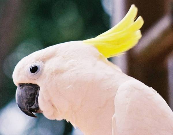 Sítio Olhos d'Água: Cacatuas