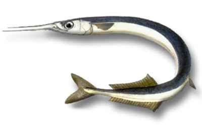 Pesca alle aguglie da terra