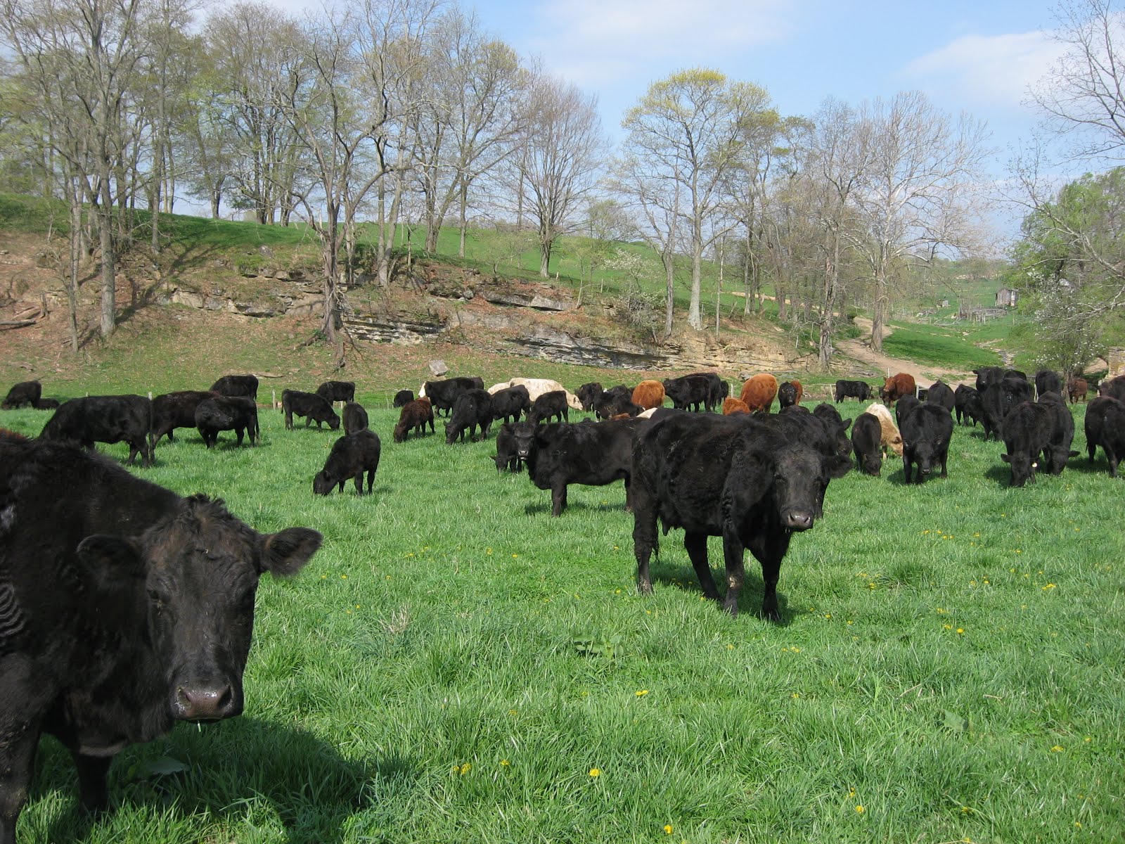 4R Ranch: Cattle Working