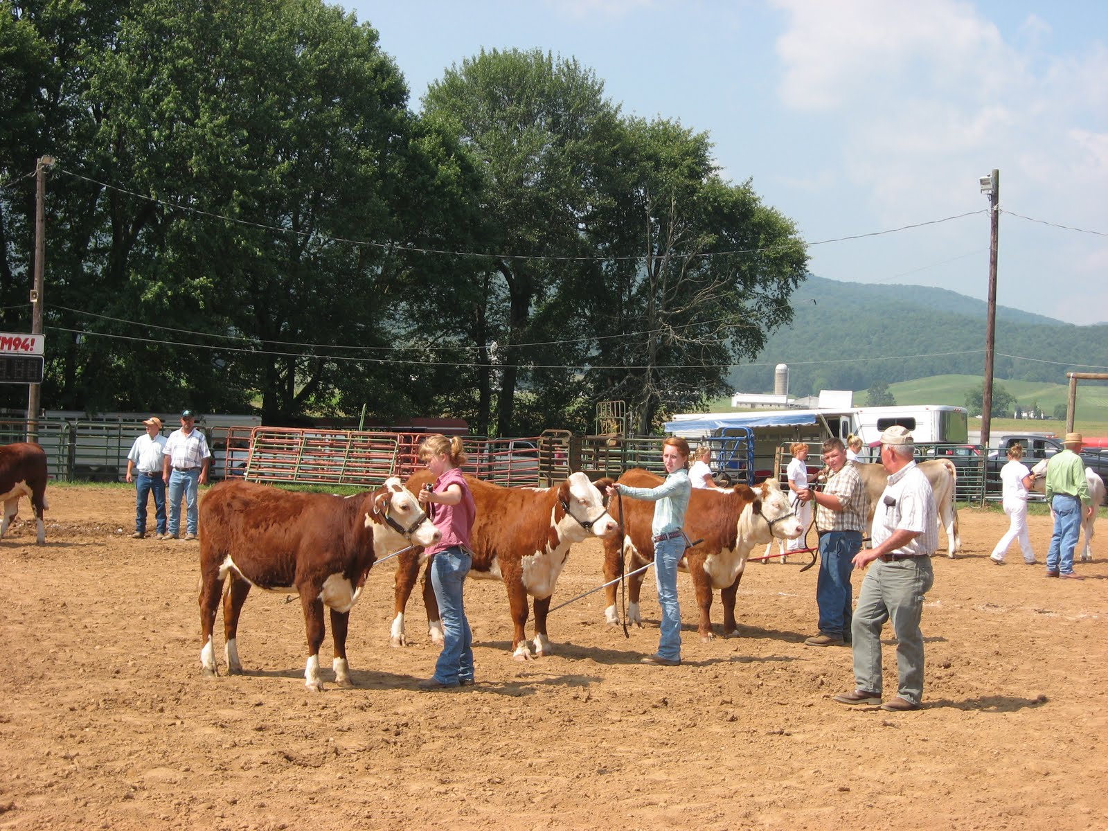4R Ranch: Fair Cattle Show