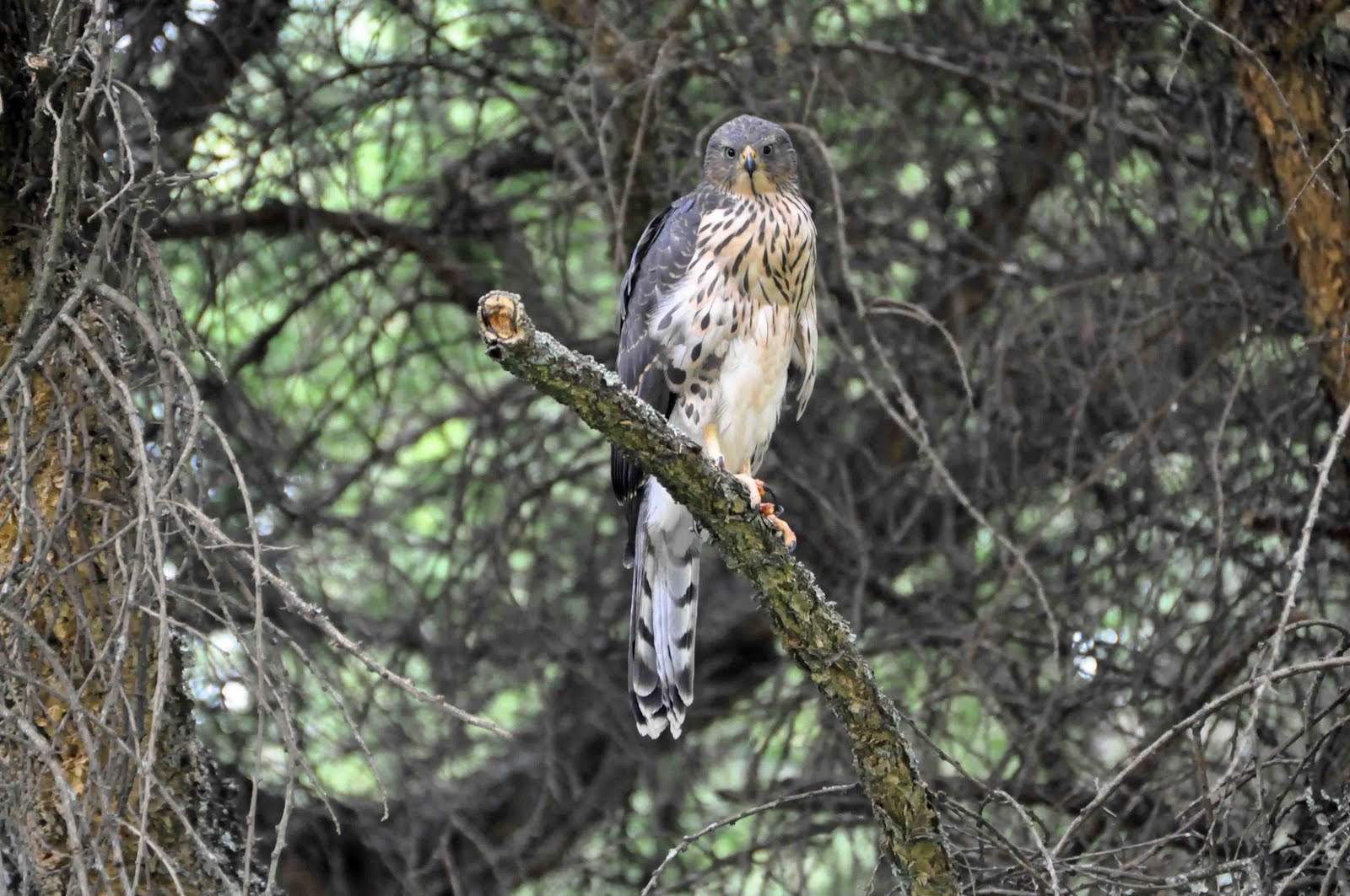 Atuu's Africa Adventure: Een boel beesten en waardeloze wegen